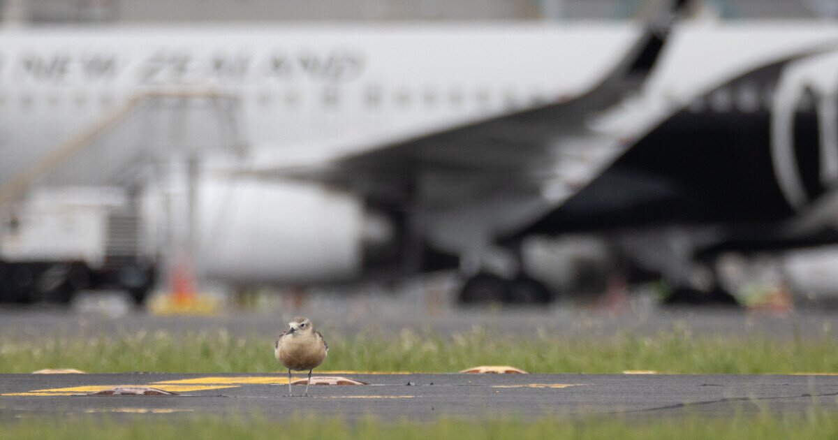 Nesting Season: Endangered Birds Find Safe Haven at New Zealand’s ...